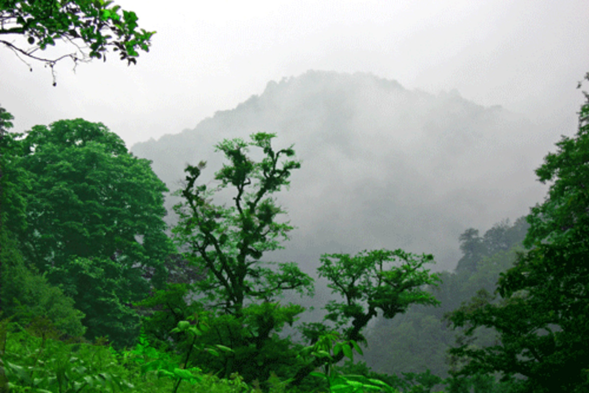 Rainforests in strange places | Discover Magazine