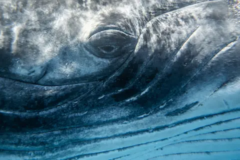 Big Eyes, Blurry Vision: Why Humpback Whales Struggle to See Clearly ...