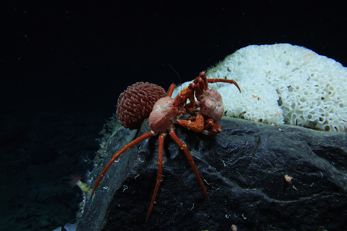 99.999 Percent of the Deep Ocean Is Unexplored — Its Secrets Are Key to ...