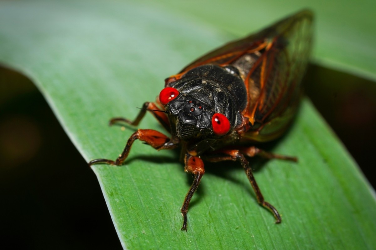 Cicadas Will Soon Bring a Noisy Start to the 2025 Summer as Brood XIV Emerges | Discover Magazine