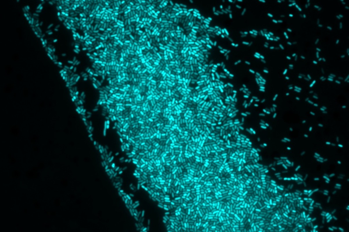 How Light-Controlled Bacteria Could Tackle the Problem of Antibiotic ...