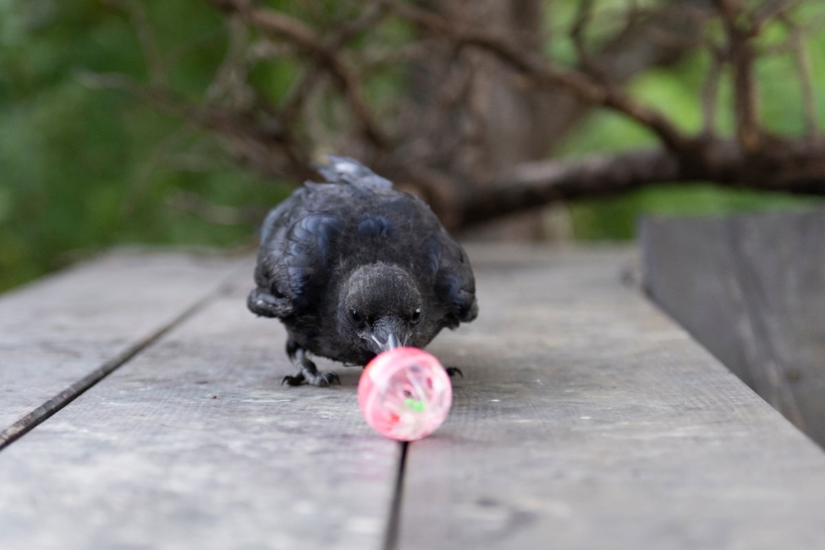 Crows Are Smart — Just Like Humans, They Hold Grudges and Use Tools ...