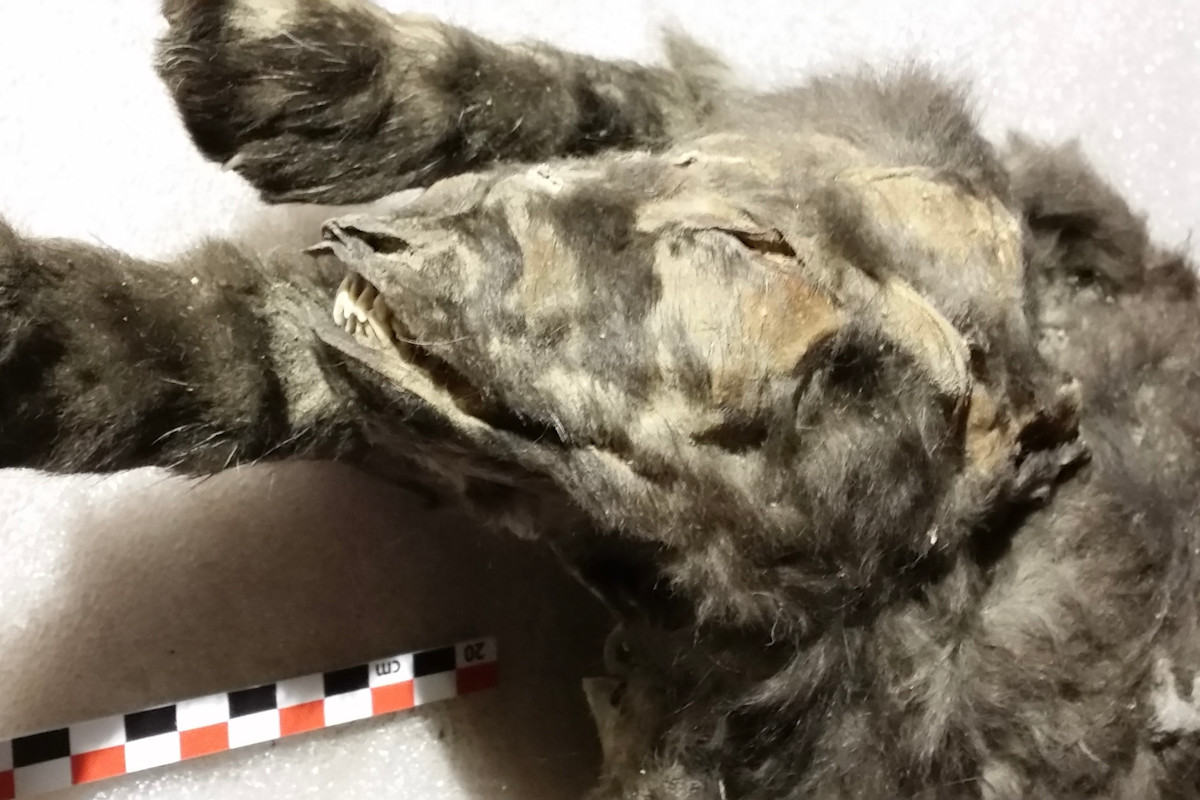 These Ice Age Puppies Were Actually Wolves, and Their Stomachs Were ...
