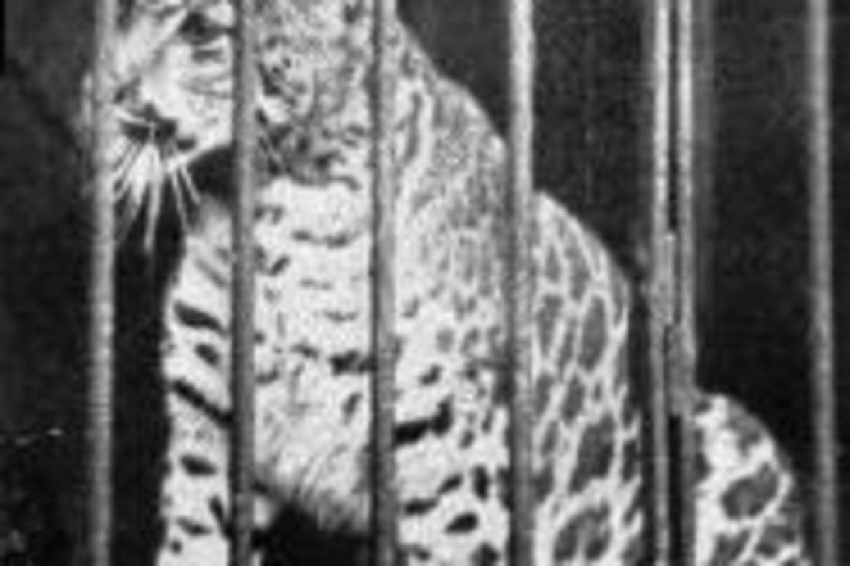 Pumapard, leopard-puma hybrids? | Discover Magazine