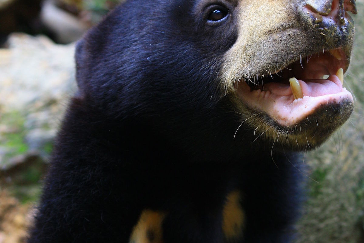 It's Not Just Humans: Sun Bears Also Communicate by Mimicking Facial ...