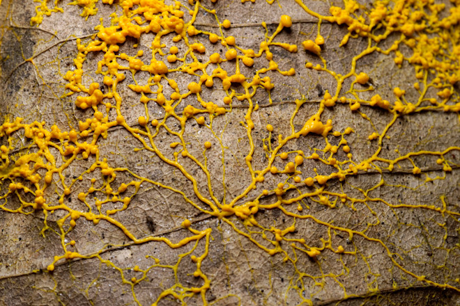 Brainless Slime Mold Builds a Replica Tokyo Subway | Discover Magazine