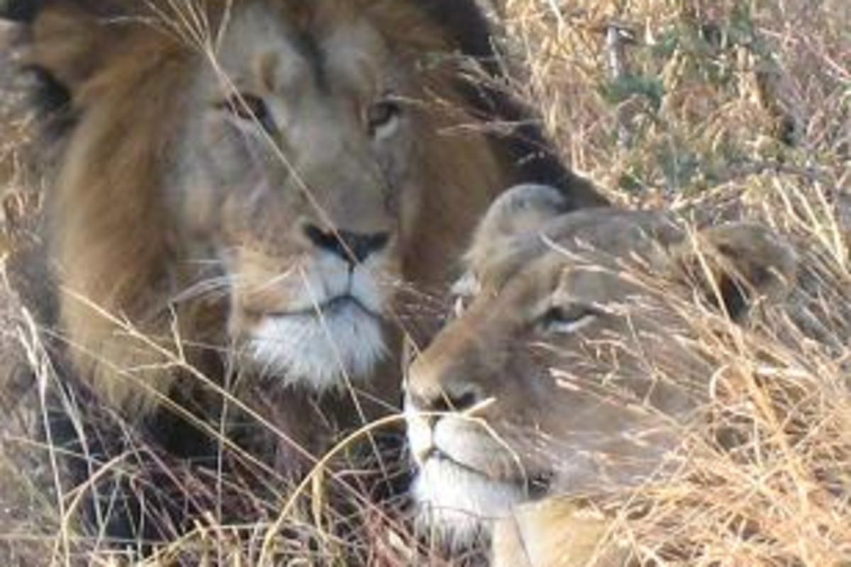 South Africa Dispatch: Tracking Big Cats | Discover Magazine