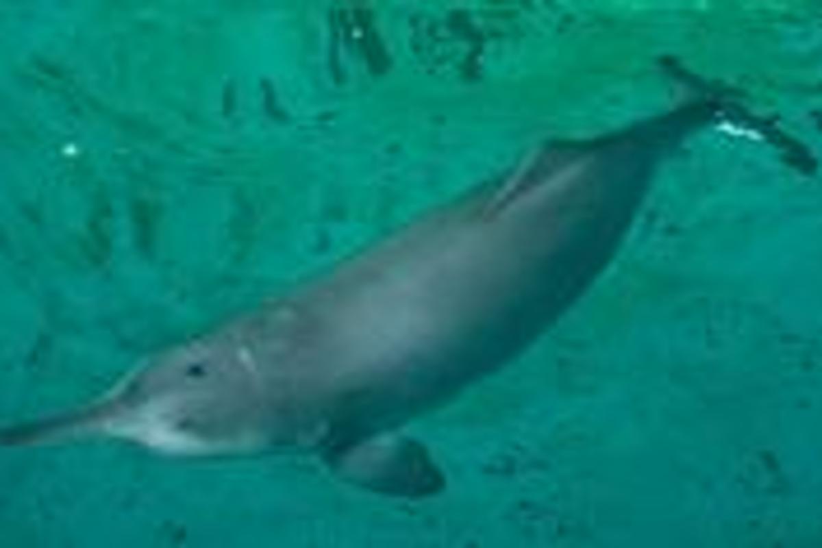 Where Have All The Dolphins Gone? | Discover Magazine