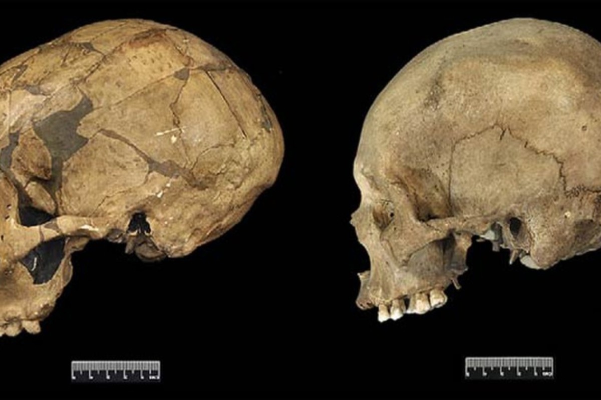 Neanderthal Brains: Bigger, Not Necessarily Better | Discover Magazine