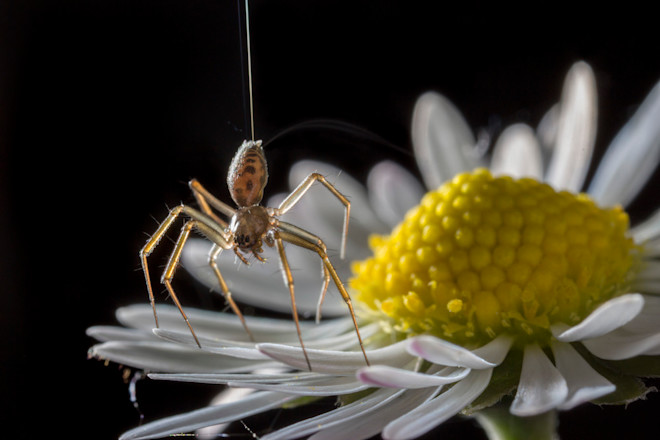 Go Web, Go! Spiders May Use Silk to Sail On Electric Fields | Discover ...