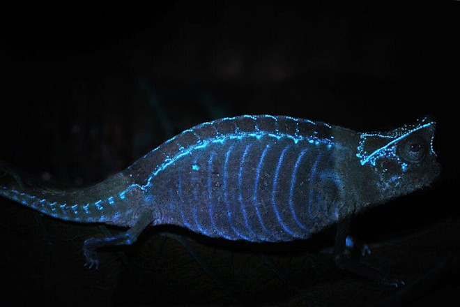 Fun Fact: Chameleon Bones Glow in the Dark | Discover Magazine