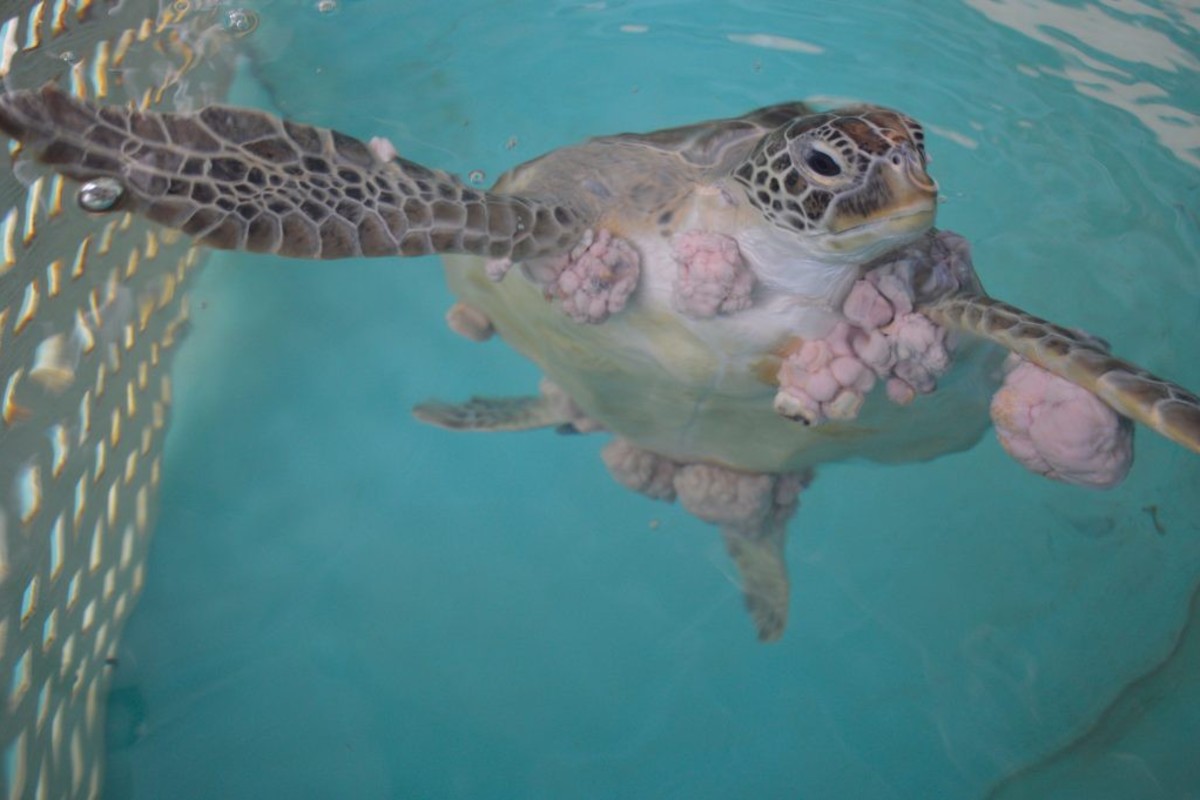 Human Cancer Treatment Helps Sea Turtles | Discover Magazine