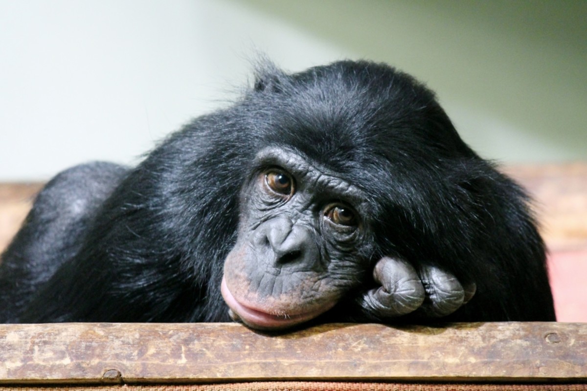 Can Animals Show Us How to Treat Depression in Humans? | Discover Magazine