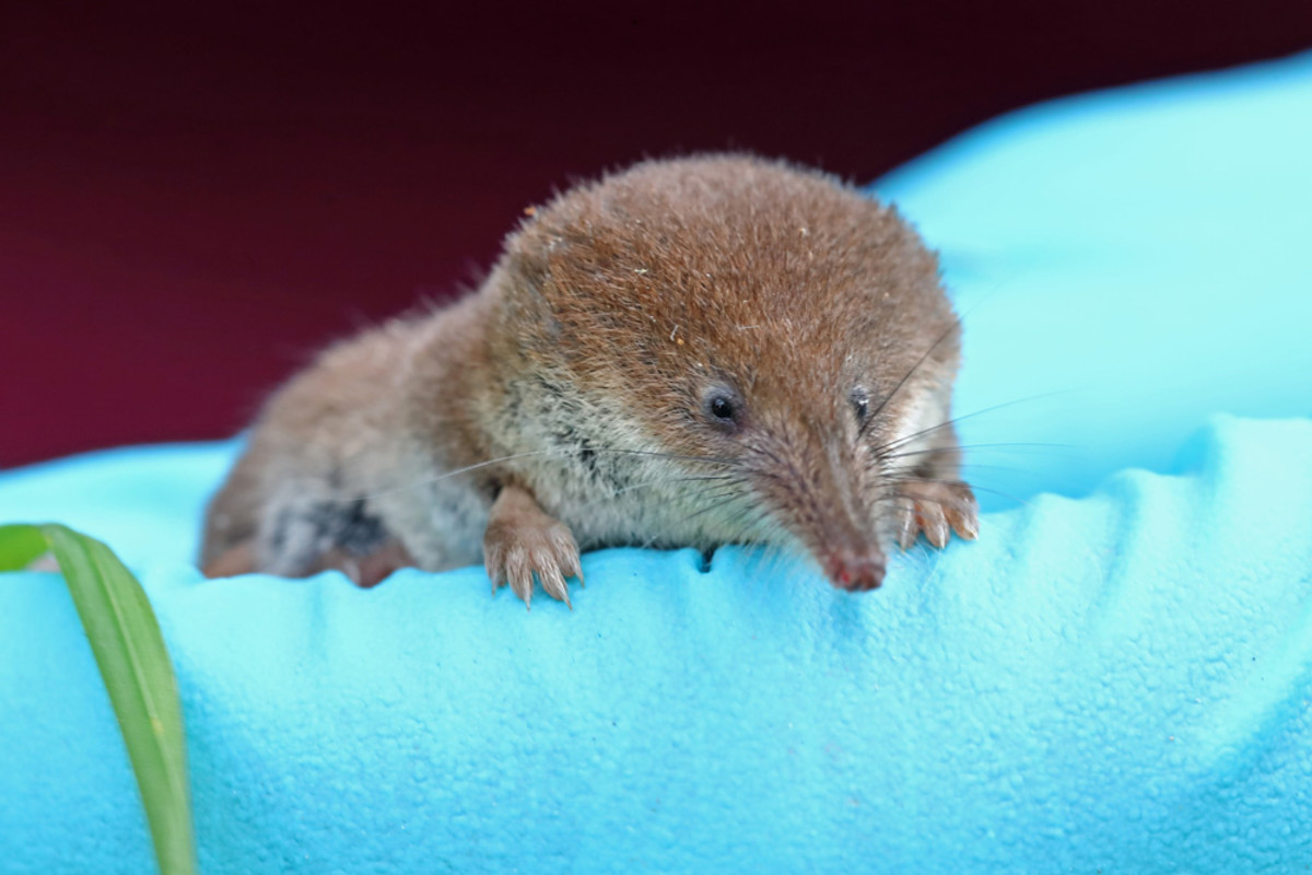 Shrews' Heads Shrink and Grow With the Seasons | Discover Magazine