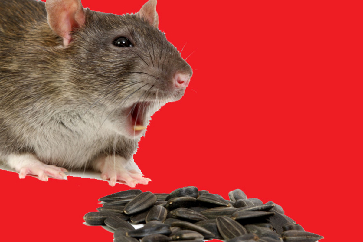 Fever of the Rat | Discover Magazine