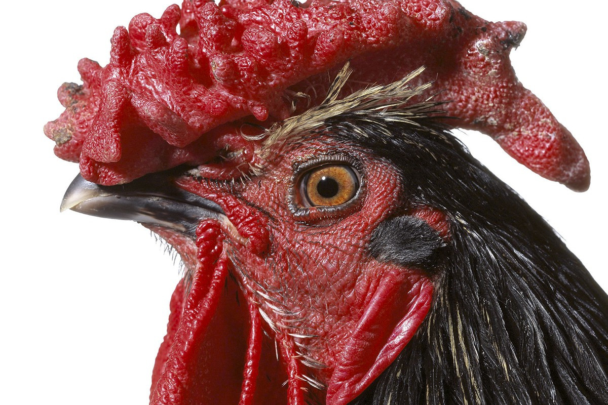 In Pursuit of the 'Cosmopolitan Chicken' | Discover Magazine