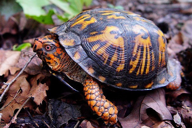 How Citizen Scientists are Creating an Atlas of Turtles in Connecticut ...