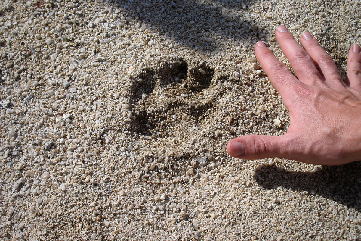 Can You Name this Paw Print? | Discover Magazine