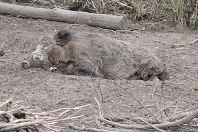 24 Years After Chernobyl, Radioactive Boars Still Roam Germany ...