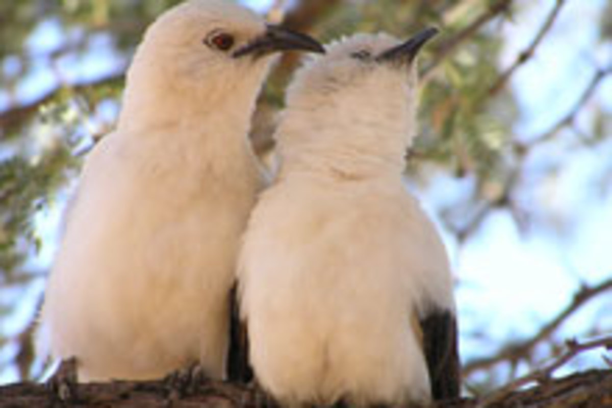 Bird Sex Round-up: Why Monogamous Birds Cooperate, Why Finches Cheat ...