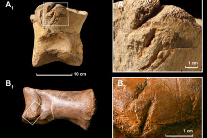 Bone Bite Marks Suggest That T. Rex Dabbled in Cannibalism | Discover Magazine