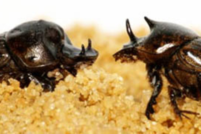 Female Dung Beetles Evolved Elaborate Horns to Fight for the Choicest ...