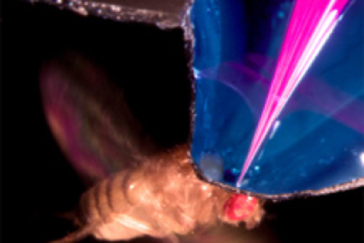 Scientists Peer Into the Brain of a Fruit Fly in Mid-Flight | Discover ...