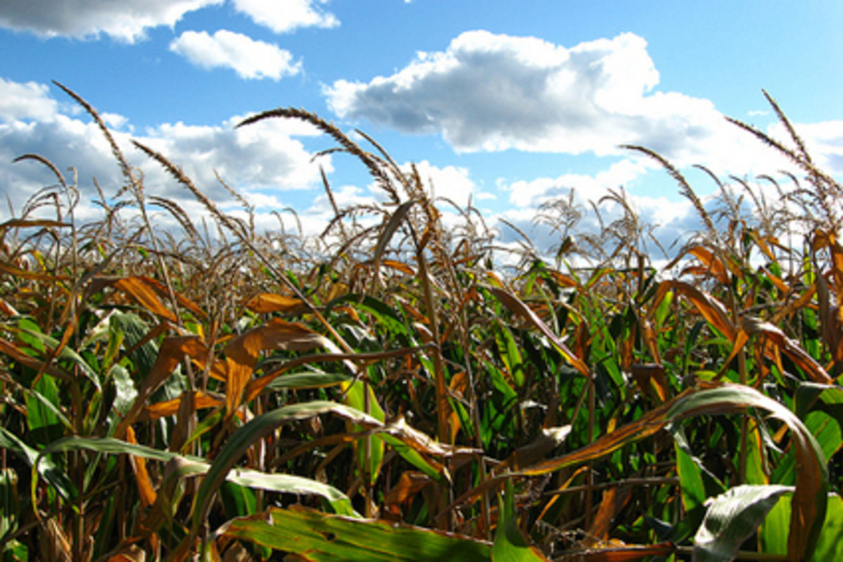 GM Corn & Organ Failure: Lots of Sensationalism, Few Facts | Discover ...