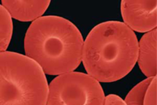 Lab-Built Red Blood Cells Look & Act Like the Real Deal | Discover Magazine