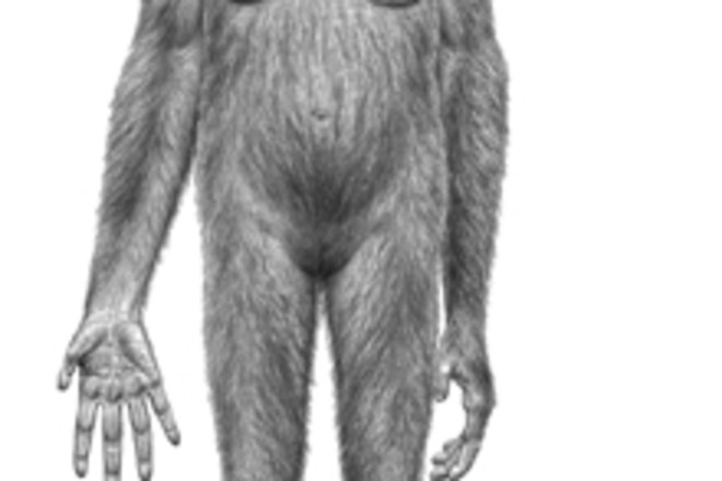 A Fossil Named Ardi Shakes Up Humanity's Family Tree | Discover Magazine