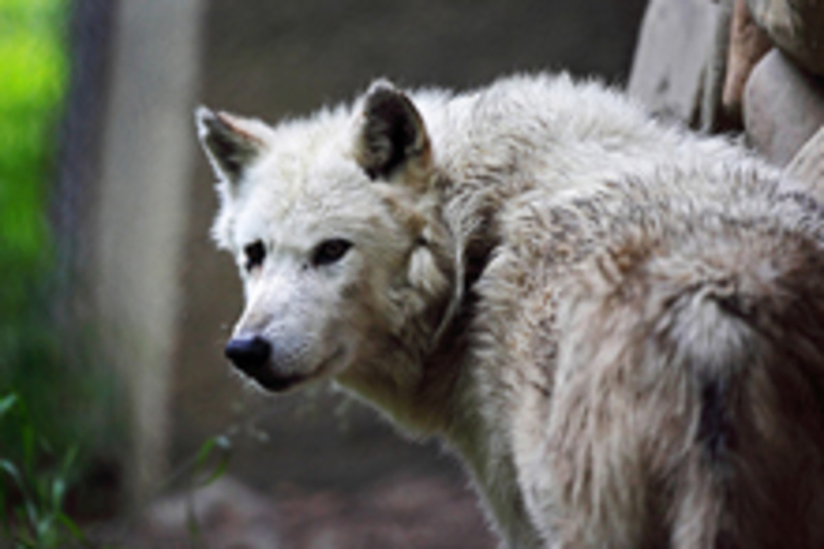 For the First Time in 36 Years, Rocky Mountain Wolves Are in the ...