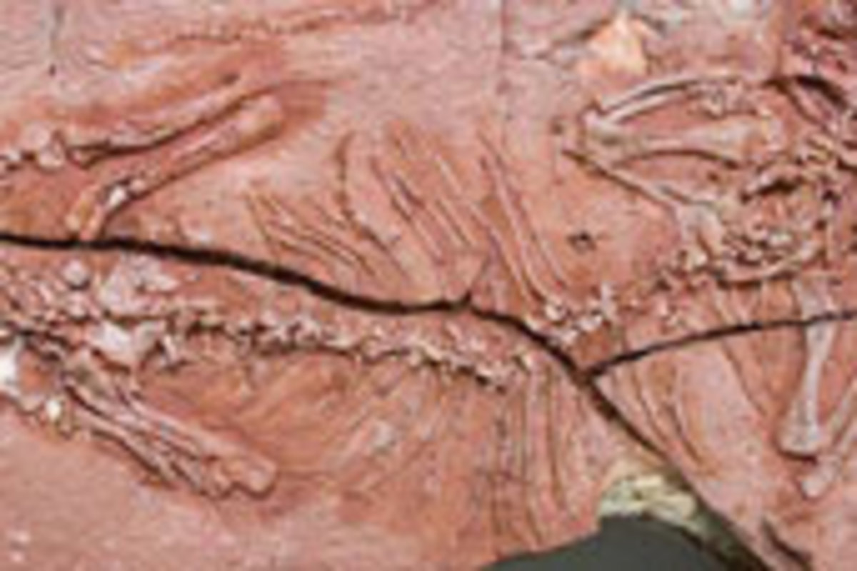 Mammal-Like Tree-Climbing Critter Lived 30 Million Years Before ...