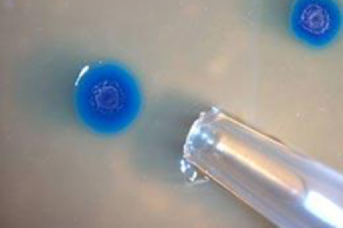 Synthetic Life By the Year's End? Yes, Proclaims Craig Venter ...