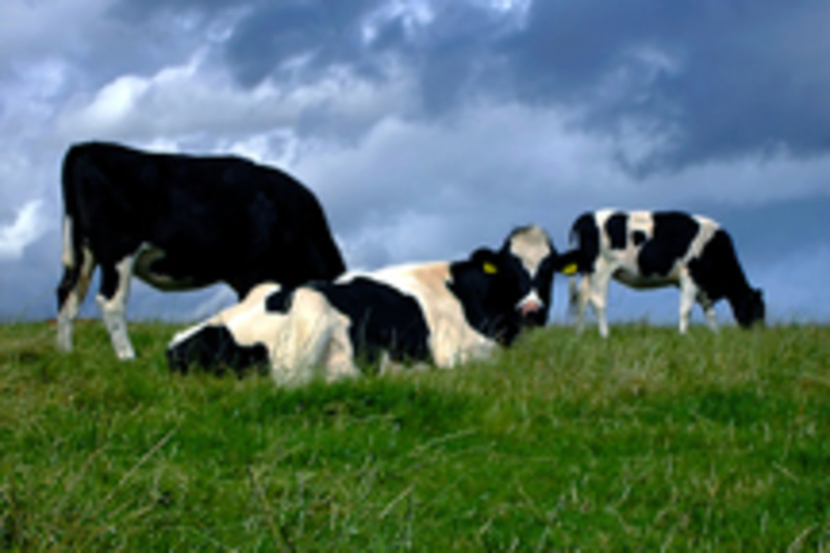 Omega-3's in a Cow's Diet Provide a Health Boost—to the Atmosphere ...