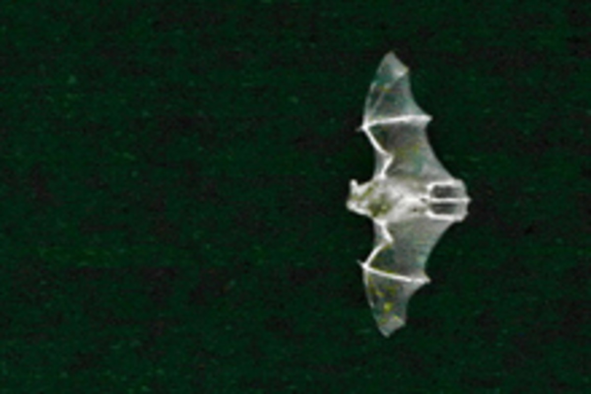 The Original Bat-Signals: Bats Can Recognize Individual Voices ...