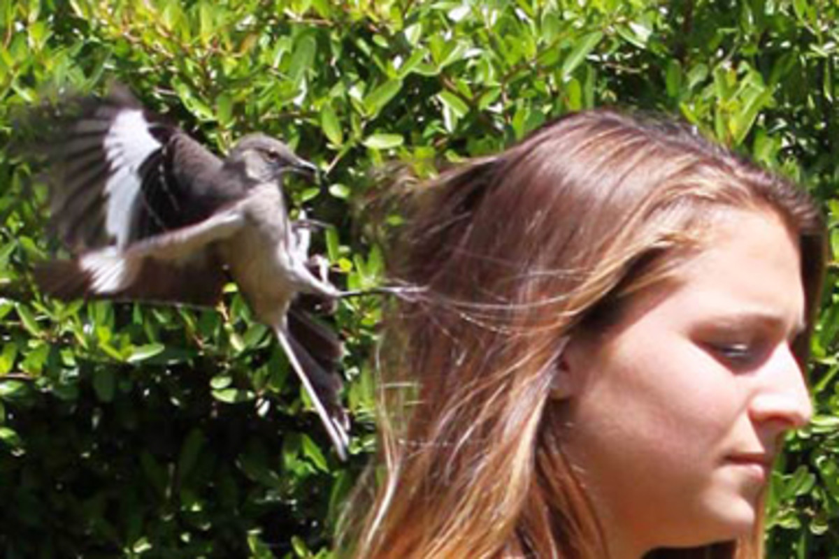 Mockingbird to Annoying Human: "Hey, I Know You" | Discover Magazine