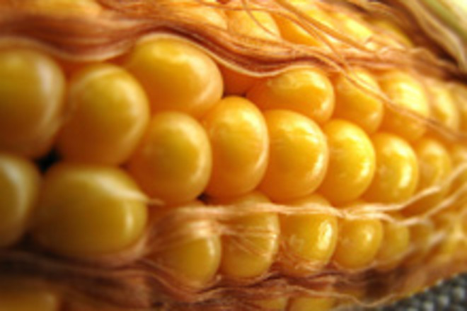New Biotech Corn Gives Triple Vitamin Boost; Protestors Unmoved ...
