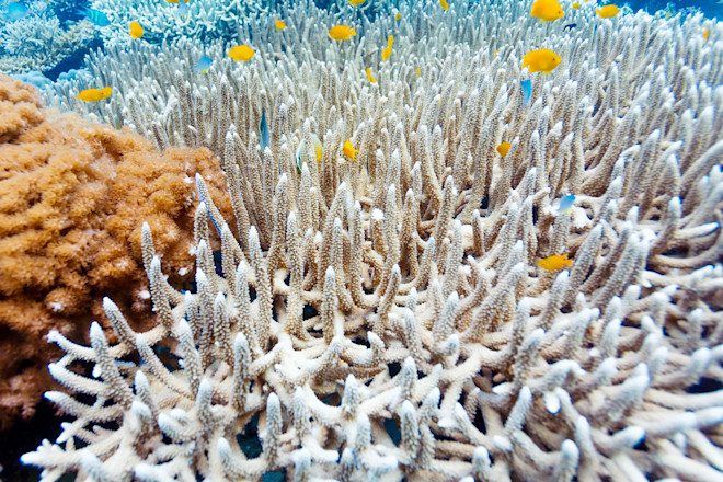 Seeding Reefs With Bacteria Might Help Them Survive Climate Change ...