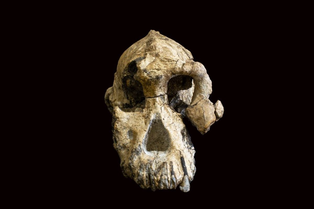 Oldest Australopith Skull Raises Questions About Hominin Evolution ...