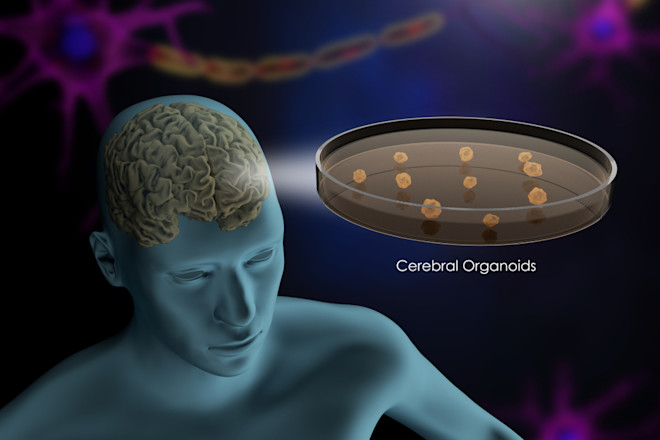 Scientists Grow Mini-Brains With Recognizable Brainwaves | Discover ...