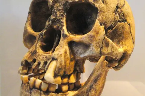 Meet Homo floresiensis: The Real-life Hobbits of Indonesia | Discover ...