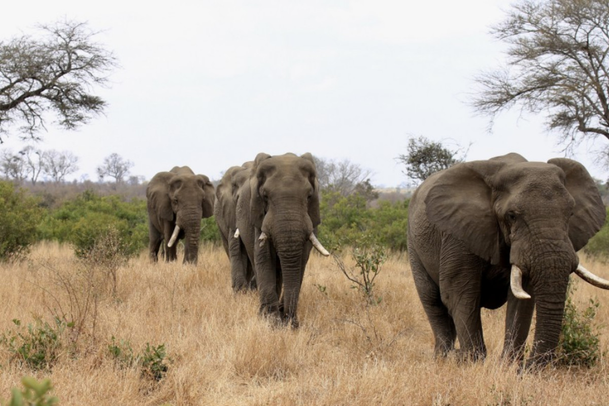 Worn-Down Tusks Show Most African Elephants Are Righties | Discover ...