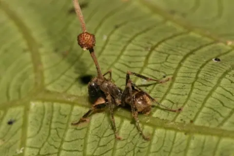 How a Zombie Fungus Takes Over Ants’ Jaws to Deliver a Death Bite ...