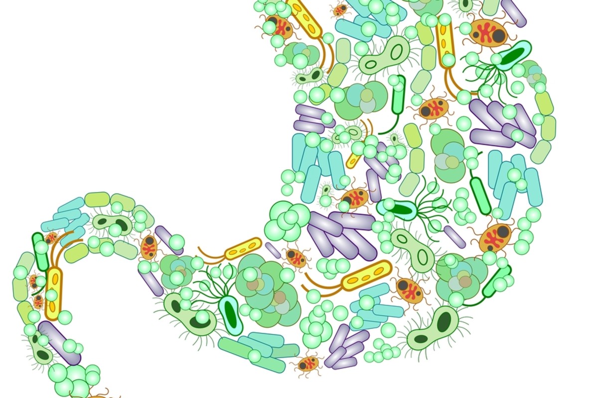 From the Gut to the Womb How the Microbiome Shapes Our Health ...