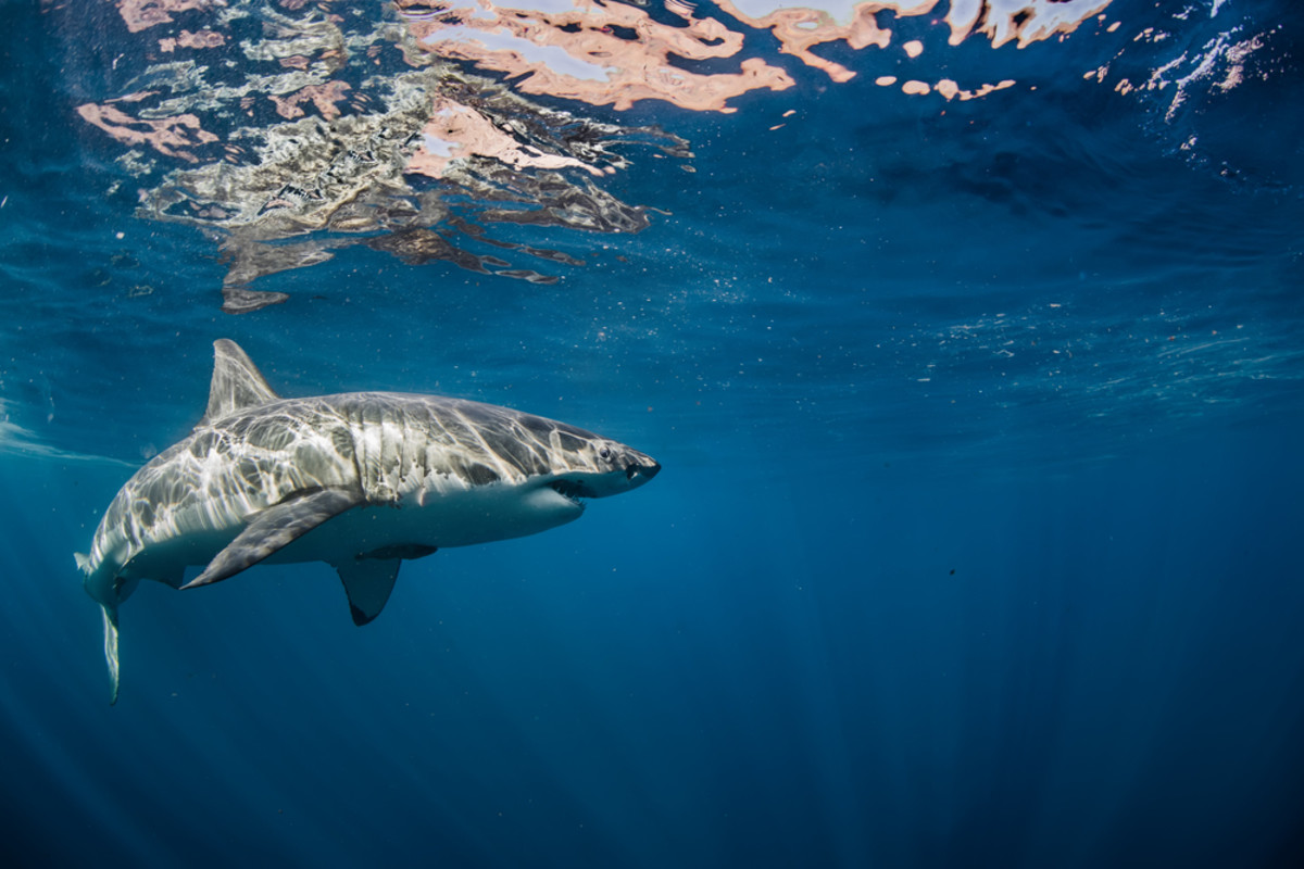 Drones Monitor Sharks to Keep Beachgoers Safe | Discover Magazine