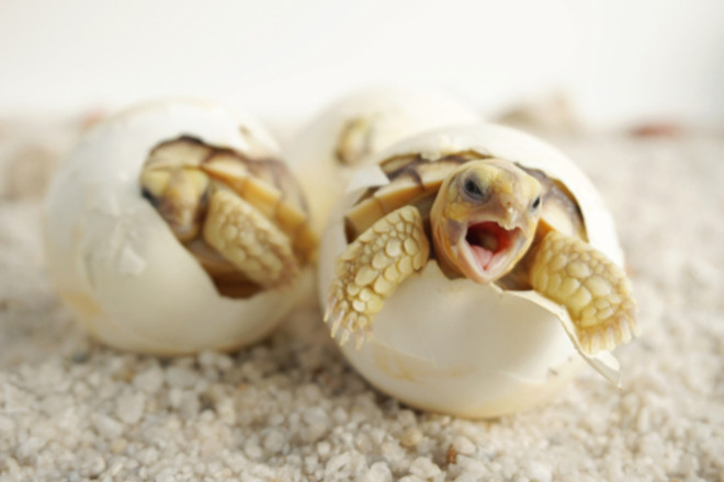 Turtle Embryos Choose Their Sex Before Birth | Discover Magazine