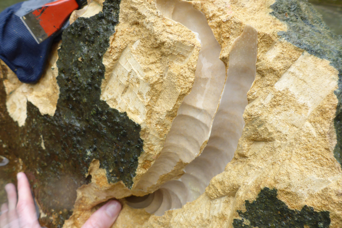 Scientists Find a Shipworm That Eats, and Lives Inside, Rocks ...