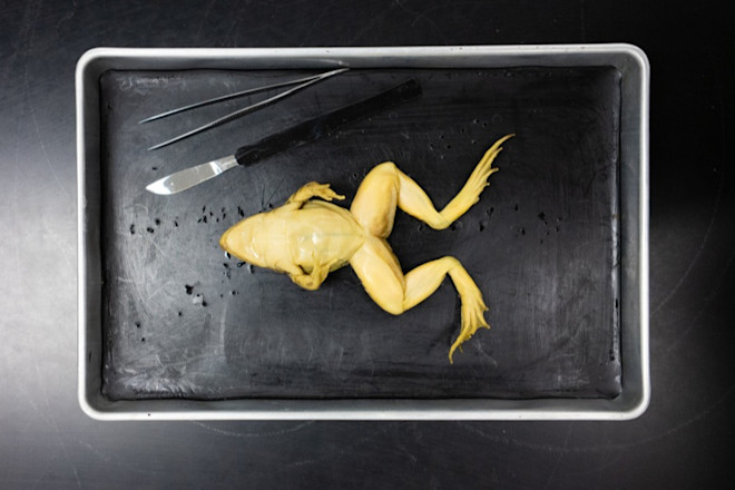 High School Dissections Are a Science Class Tradition. But Are They ...