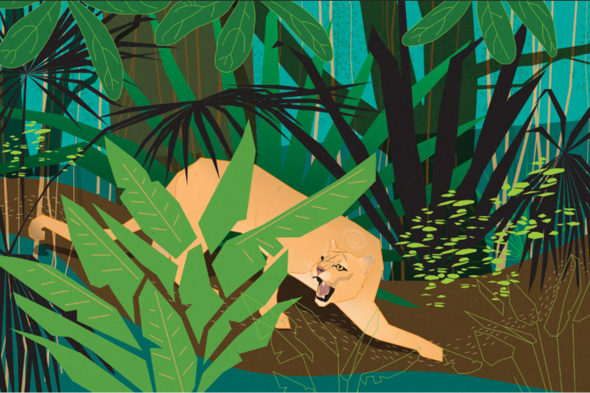 The Daring Ploy That Saved the Florida Panther | Discover Magazine