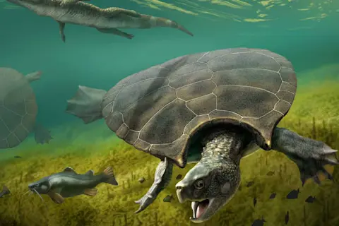 The 5 Biggest, Ancient Turtles That Ever Lived Were Among the Dinosaurs ...